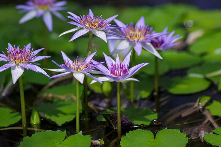 27 Rare and Exotic Flowers for Your Tropical Garden Paradise