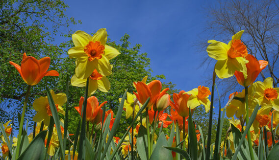 27 Vibrant Rainbow Flowers for a Kaleidoscope Garden