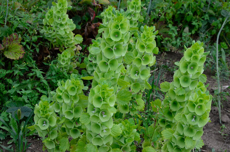 27 Vibrant Rainbow Flowers for a Kaleidoscope Garden