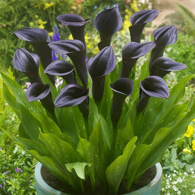 27 Black Flowers to Add Drama & Elegance to Your Garden