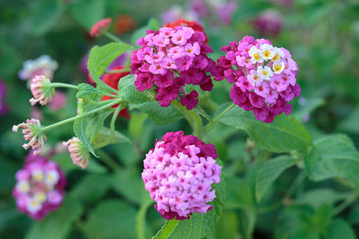 27 Hanging Flowers That Provide Varying Heights of Color