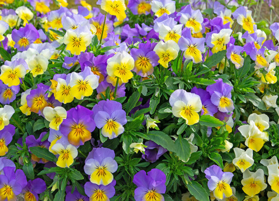 27 Vibrant Rainbow Flowers for a Kaleidoscope Garden