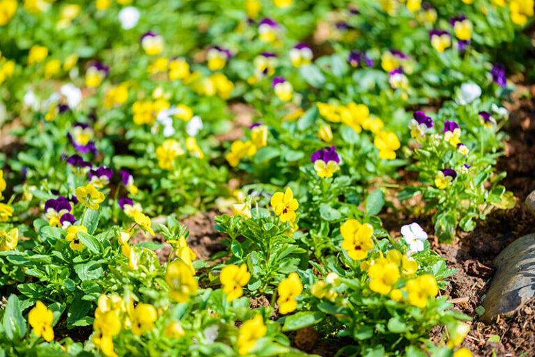 27 Hanging Flowers That Provide Varying Heights of Color