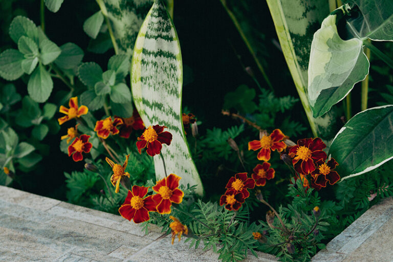 27 Hanging Flowers That Provide Varying Heights of Color