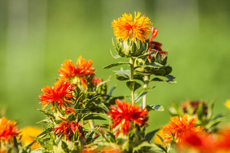 27 Vibrant Summer Flowers for a Colorful Garden Oasis