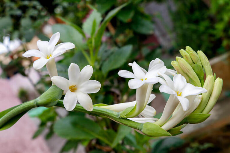 27 Hanging Flowers That Provide Varying Heights of Color