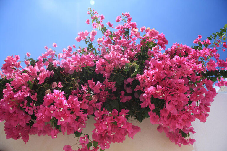 27 Vibrant Summer Flowers for a Colorful Garden Oasis