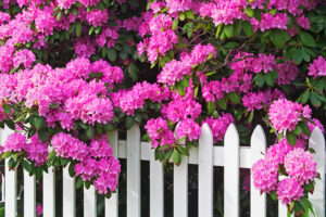 27 Vibrant Rainbow Flowers for a Kaleidoscope Garden