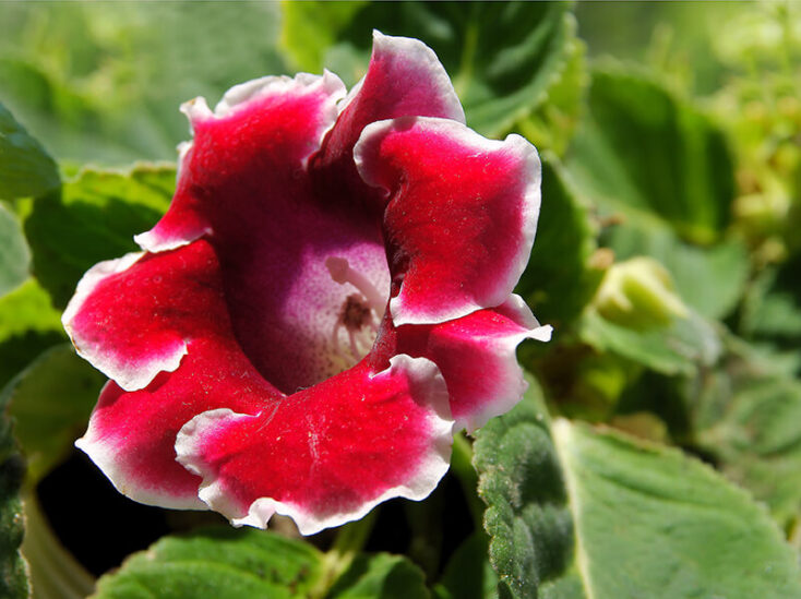 27 Tropical Flowers for Exotic Garden & Indoor Growing