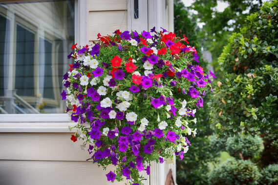 27 Hanging Flowers That Provide Varying Heights of Color