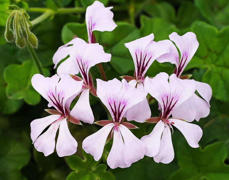 27 Hanging Flowers That Provide Varying Heights of Color