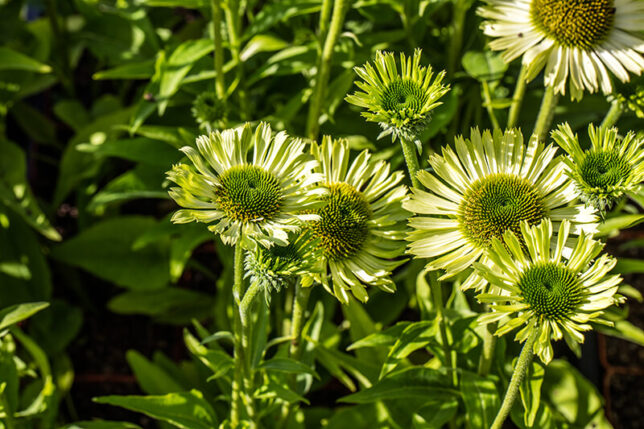 27 Vibrant Rainbow Flowers for a Kaleidoscope Garden