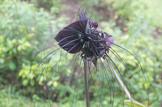 27 Black Flowers to Add Drama & Elegance to Your Garden