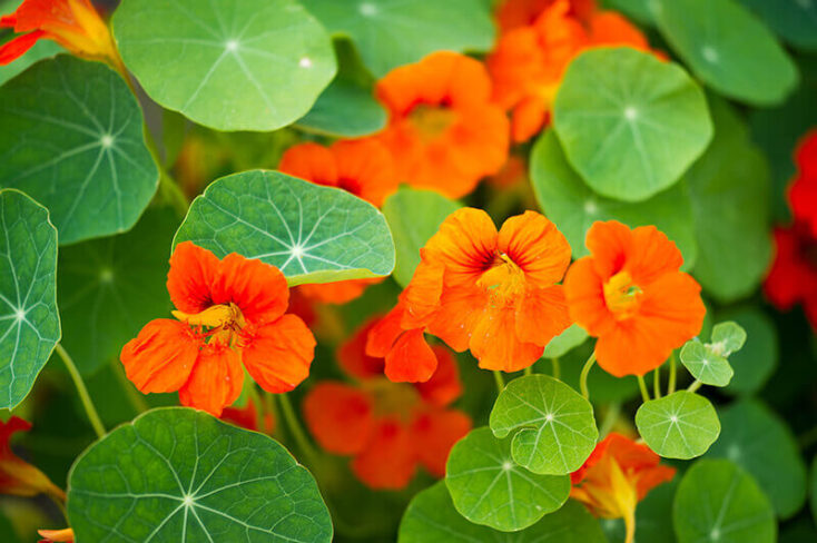 27 Hanging Flowers That Provide Varying Heights of Color