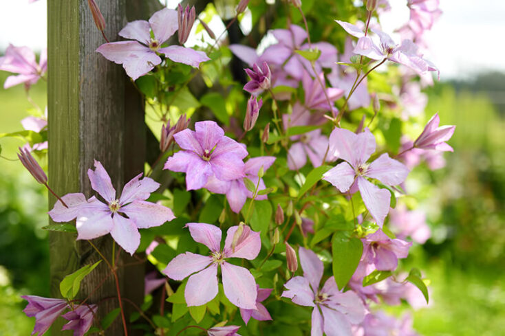 27 Vibrant Rainbow Flowers for a Kaleidoscope Garden