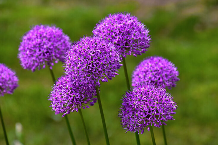 27 Vibrant Summer Flowers for a Colorful Garden Oasis