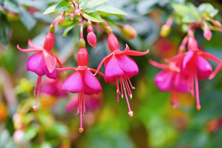 27 Hanging Flowers That Provide Varying Heights of Color