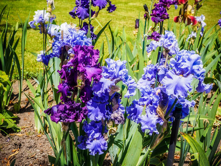 27 Vibrant Rainbow Flowers for a Kaleidoscope Garden