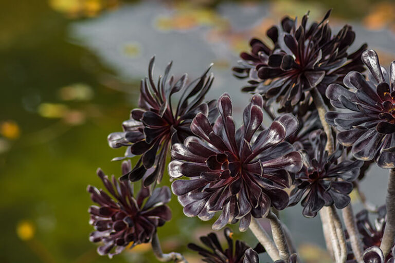 27 Black Flowers that will Give Your Garden an Extraordinary Look in 2023