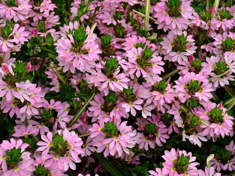 27 Hanging Flowers for an Explosion of Color in Your Garden for 2023