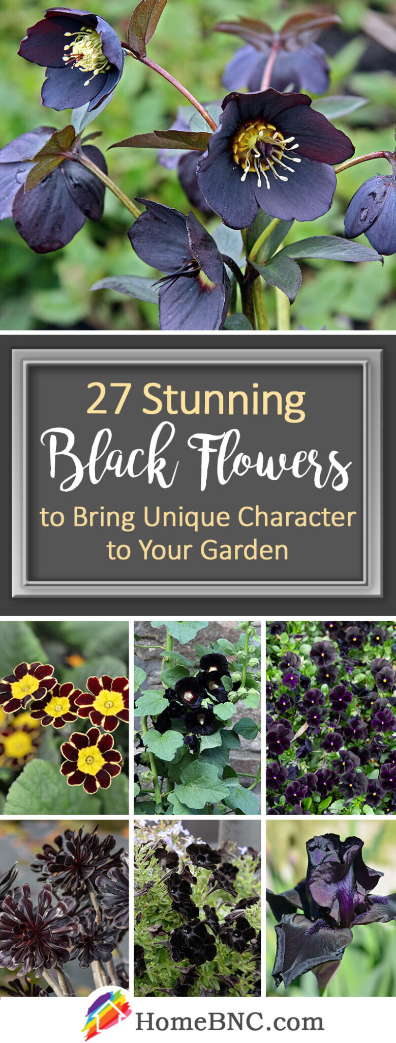 27 Black Flowers that will Give Your Garden an Extraordinary Look in 2023