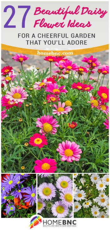 27 Stunning Daisy Flowers that will Brighten your Garden in 2023