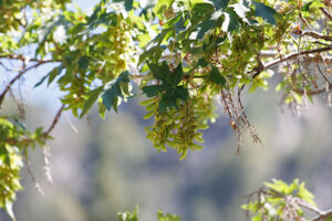 25 Stunning Types of Maple Trees for Your Place in 2023