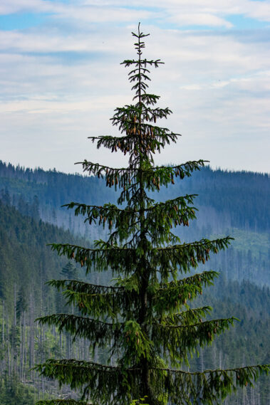 28 Types of Evergreen Trees: From Conifers to Broadleaf
