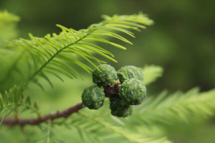 28 Types of Evergreen Trees: From Conifers to Broadleaf