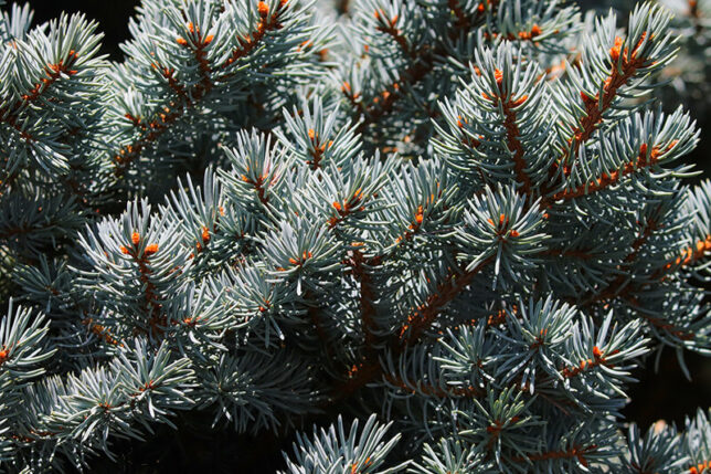 28 Types of Evergreen Trees: From Conifers to Broadleaf