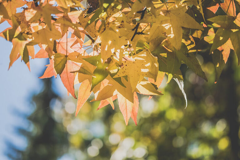 25 Stunning Types of Maple Trees for Your Place in 2023