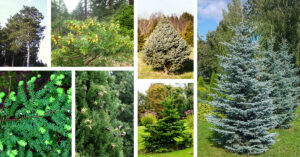 28 Types of Evergreen Trees You Should See in 2023