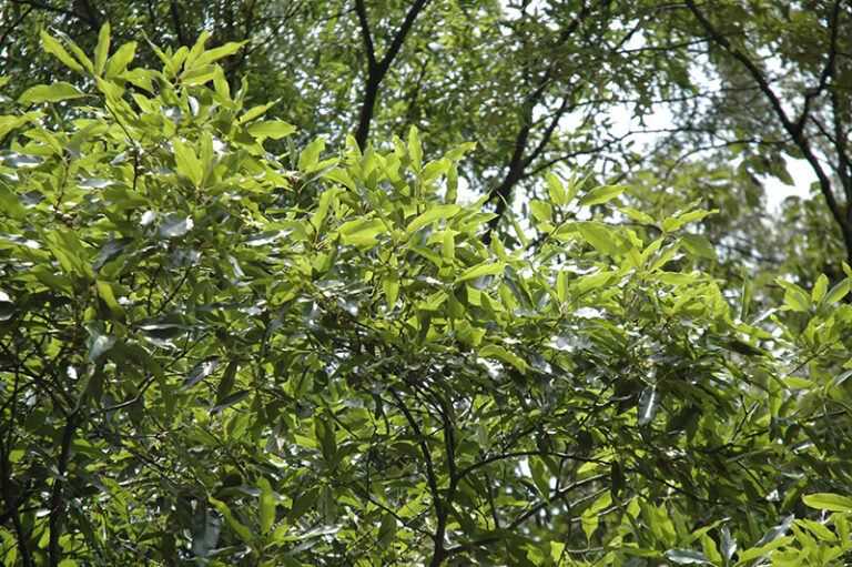 27 Types of Oak Trees for Your Home and Garden in 2023