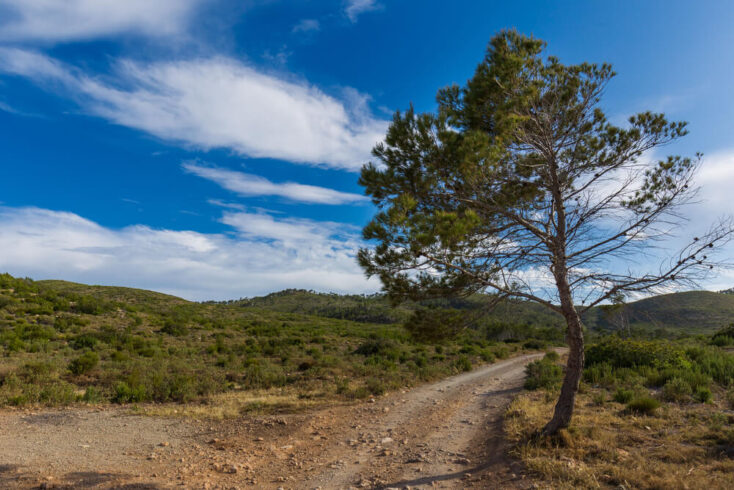 38 Types of Pine Trees From Loblolly to White Pine