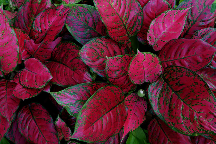 17 Vibrant Houseplants with Red Leaves for Your Home