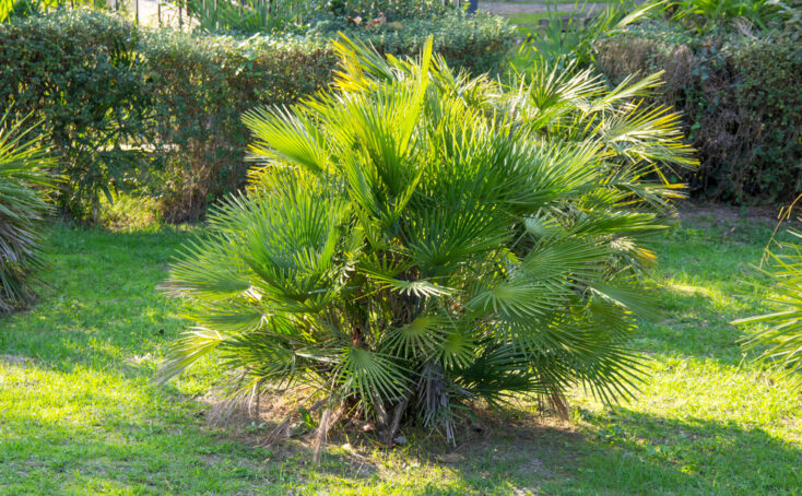 40 Types of Palm Trees That Thrive in Any Climate