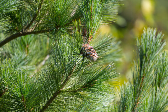 38 Types of Pine Trees From Loblolly to White Pine