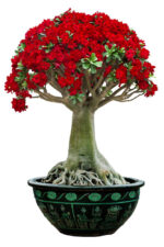 20 Types of Bonsai Trees: From Juniper to Chinese Elm