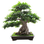20 Types of Bonsai Trees: From Juniper to Chinese Elm
