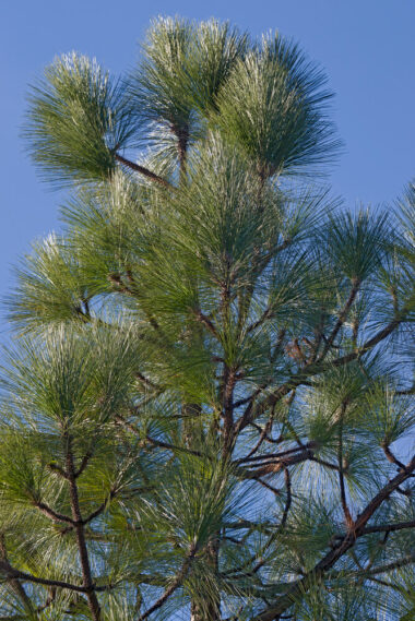 38 Types of Pine Trees From Loblolly to White Pine