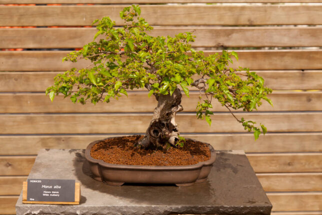 20 Types of Bonsai Trees: From Juniper to Chinese Elm