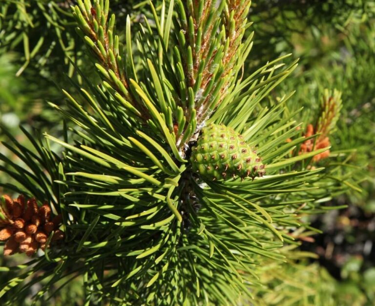 38 Types of Pine Trees to Fill Your Landscaping Dreams in 2023