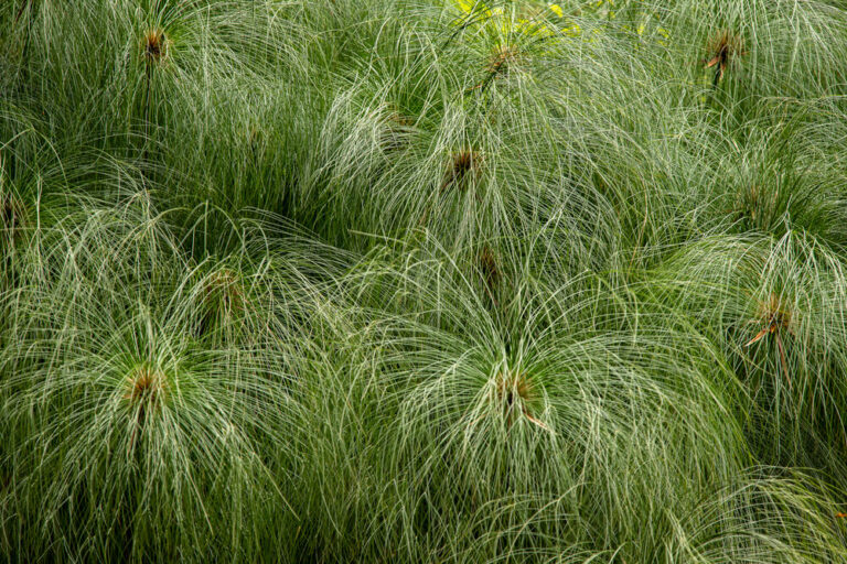 38 Types of Pine Trees to Fill Your Landscaping Dreams in 2023