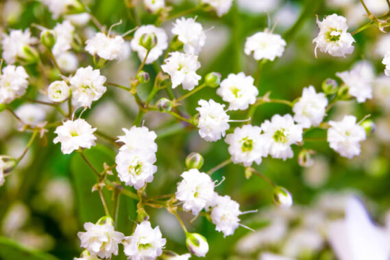 27 Tiny Flowers That Will Transform Your Garden Space