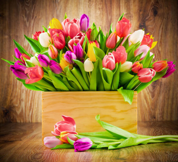 Tulip Care - How to Plant, Grow and Help Them Thrive