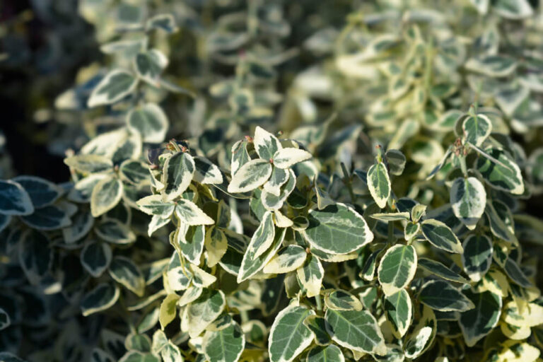23 Perfect Evergreen Shrubs for Shade: Year-Round Beauty