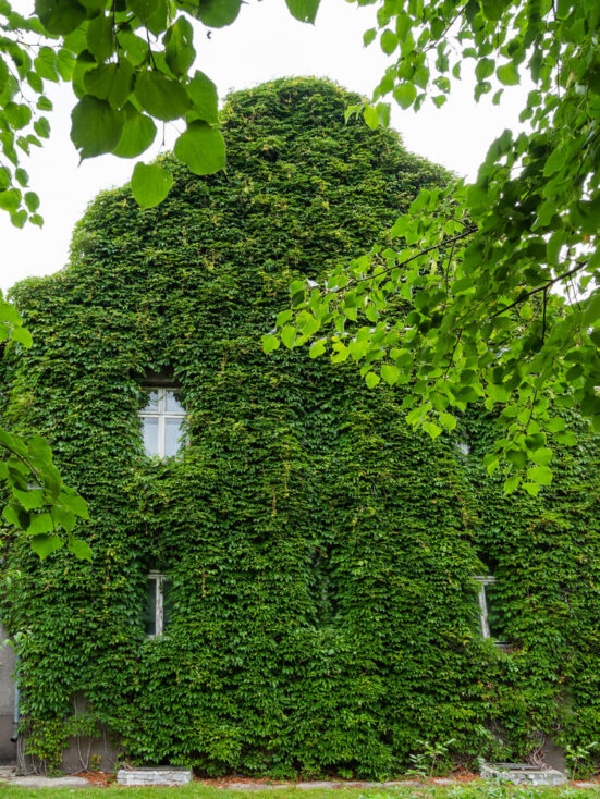 16 Types of Ivy Plants with Foliage You'll Love