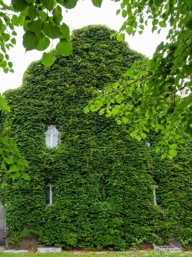 16 Types of Ivy Plants with Foliage You'll Love