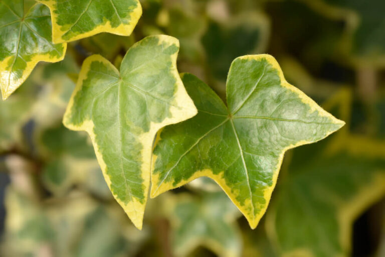16 Types of Ivy Plants with Foliage You'll Love