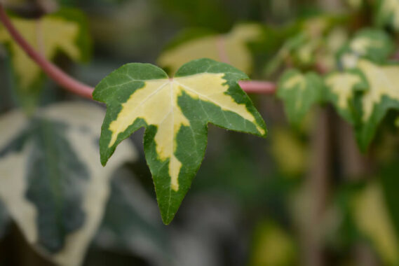 16 Types of Ivy Plants with Foliage You'll Love